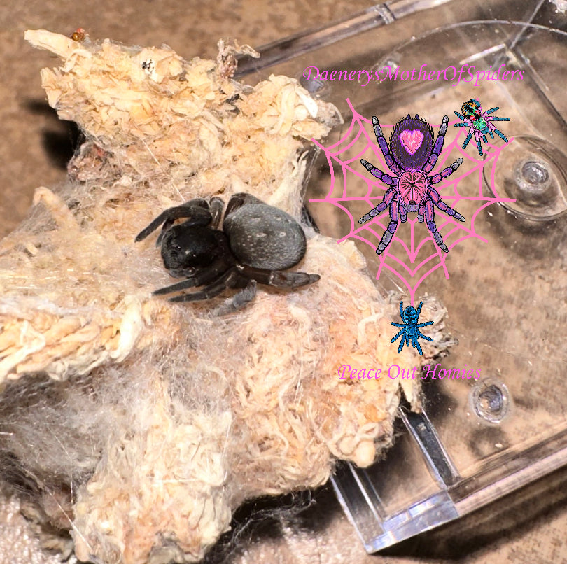 True Spiders – Daenerys MotherOfSpiders