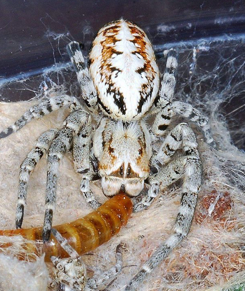 Tarantulas – Daenerys MotherOfSpiders