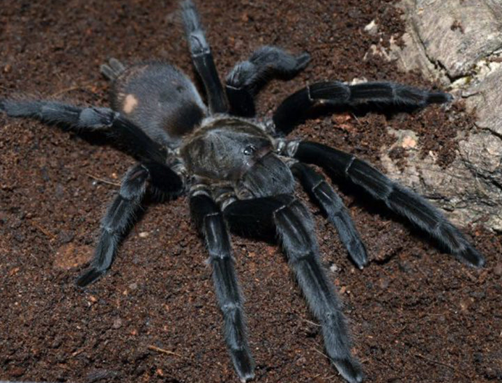 Fossorial Tarantulas – Daenerys MotherOfSpiders