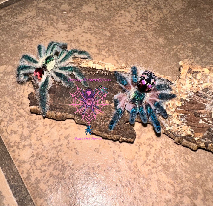 Typhochlaena Seladonia (Brazilian Jewel Tarantula) For Sale | Daenerys ...
