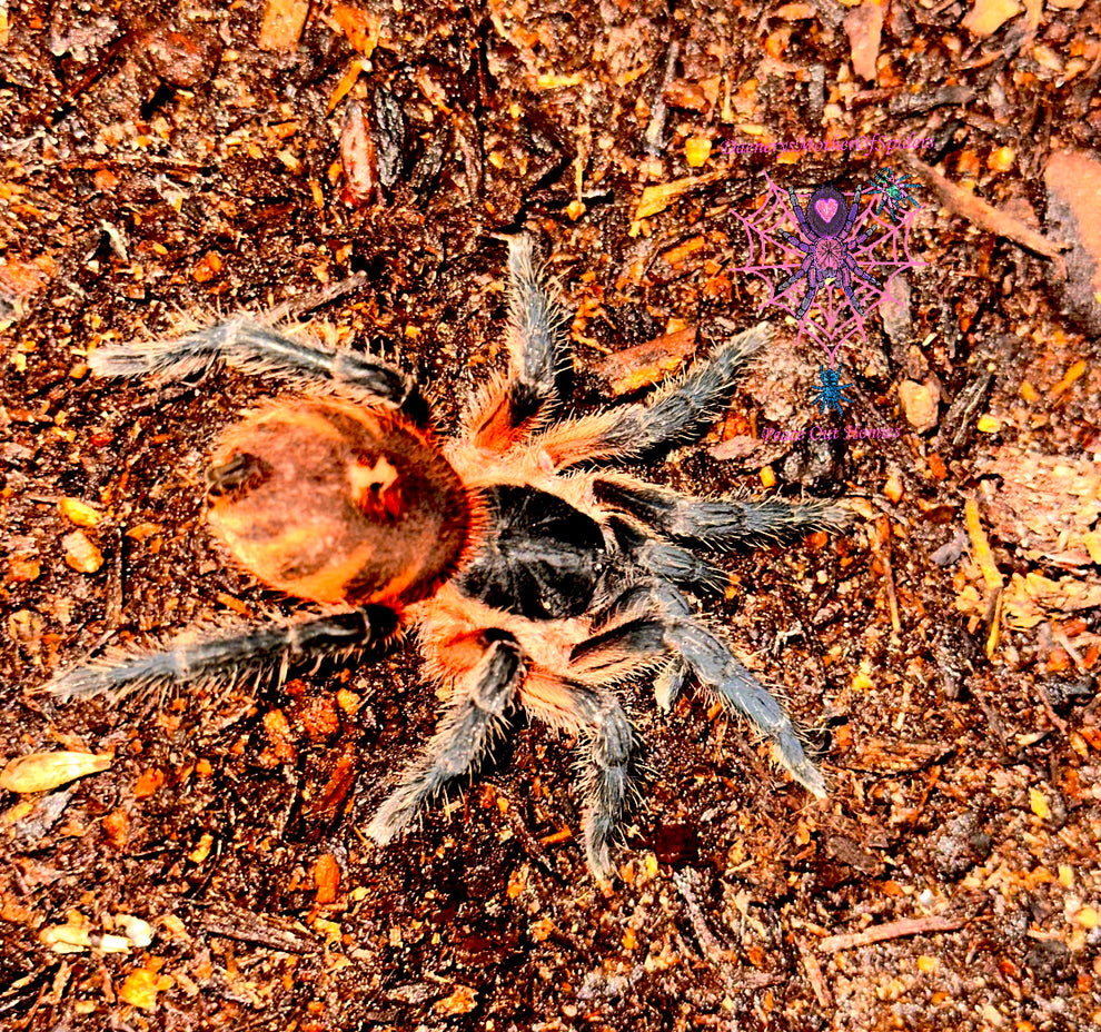 Davus sp. Panama (Lava Tarantula) For Sale | Daenerys MotherOfSpiders