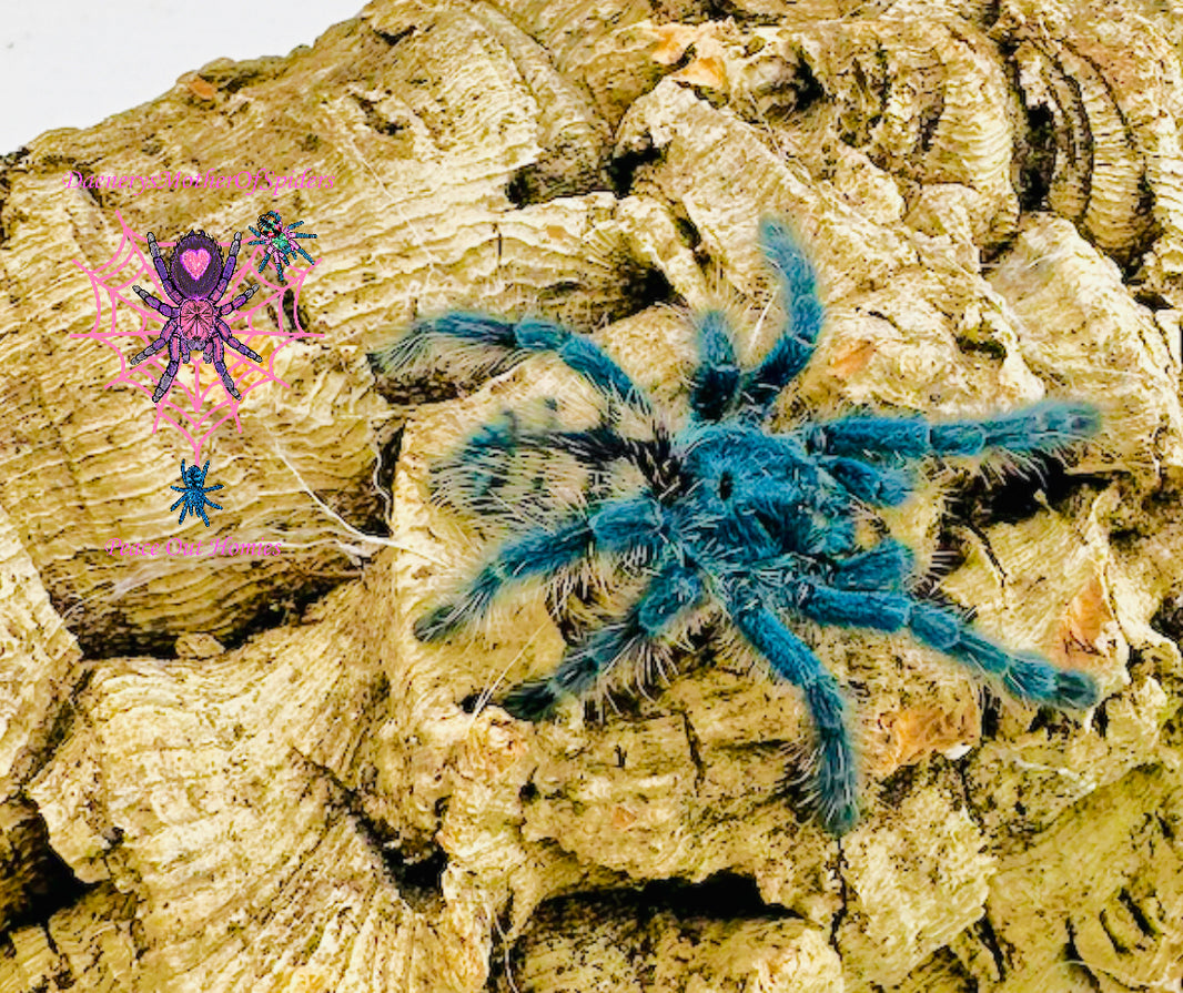 Top 5 Tarantulas For Kids _ 9 Best Tarantulas for Beginners – BYIRK