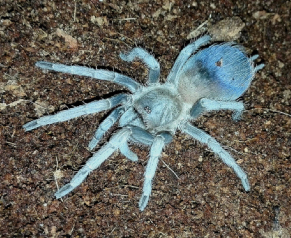 Dwarf Tarantulas – Daenerys MotherOfSpiders